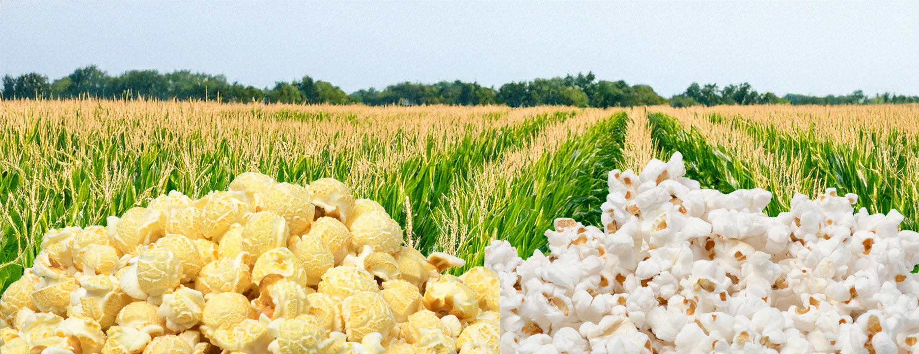 Princeton Popcorn Company Mushroom Popcorn Kernels